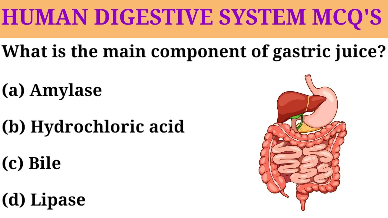 Digestive System Anatomy and Physiology | Digestive system mcq ...