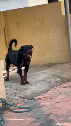 1 year old rottweiler #short #reel #rottweiler #dog #trending #sigma # ...