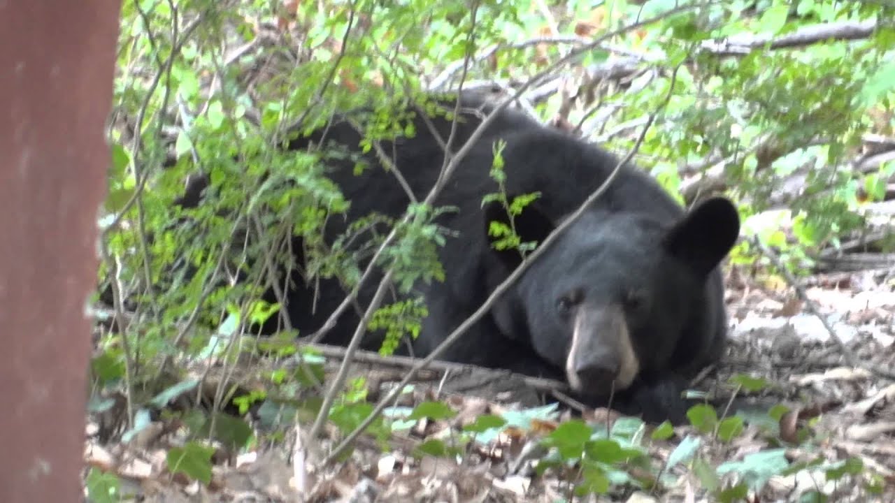 oso chipinque parte 2 - YouTube