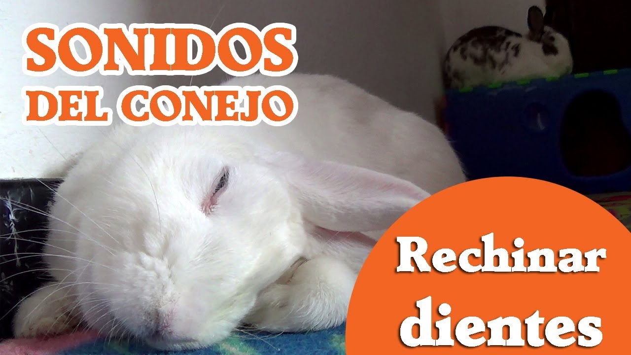 Conejo rechinando dientes - YouTube