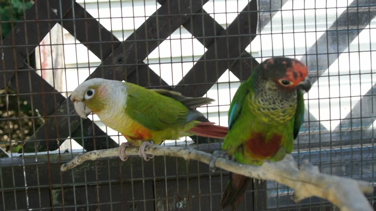 Sierra parakeet and Roseifrons - YouTube