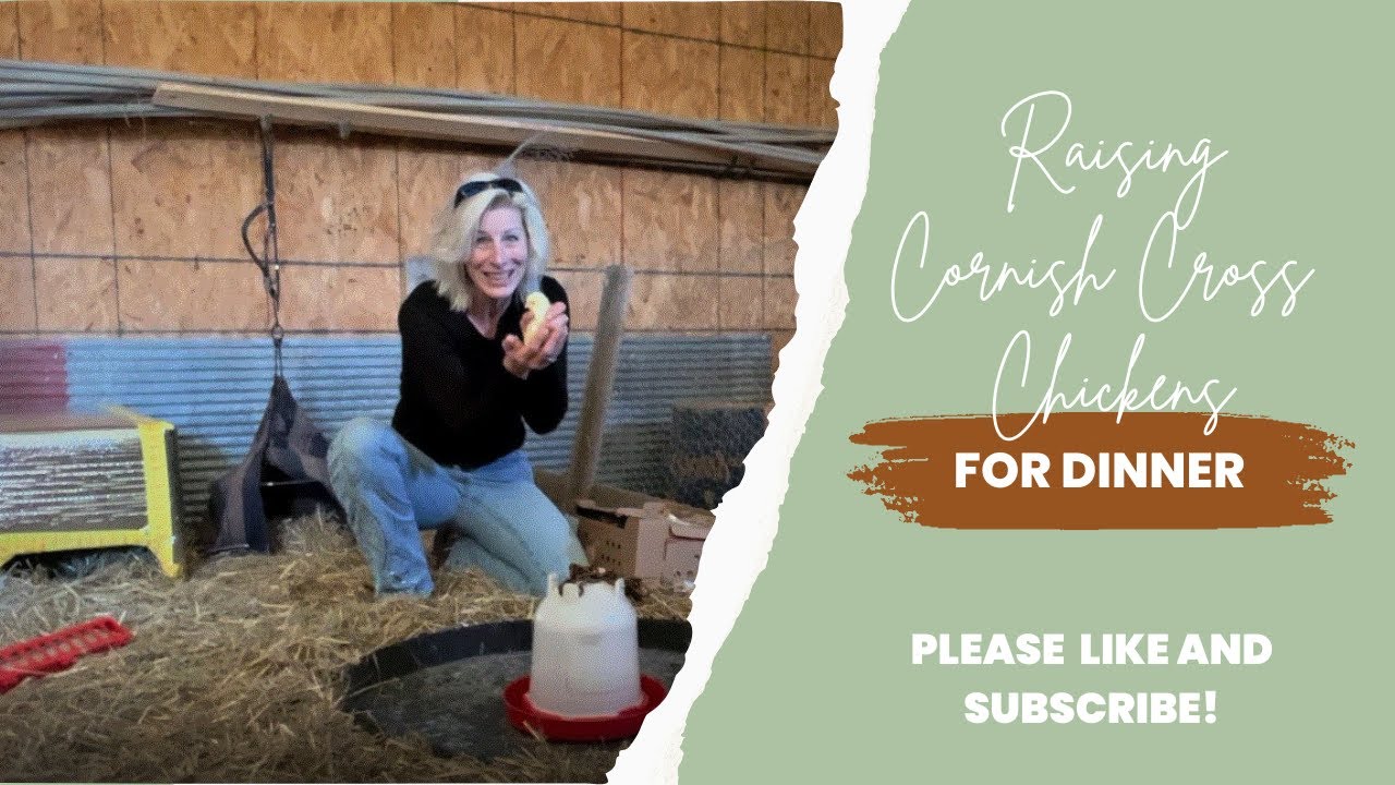 Raising Cornish Crosses for Meat - Take 2 - YouTube