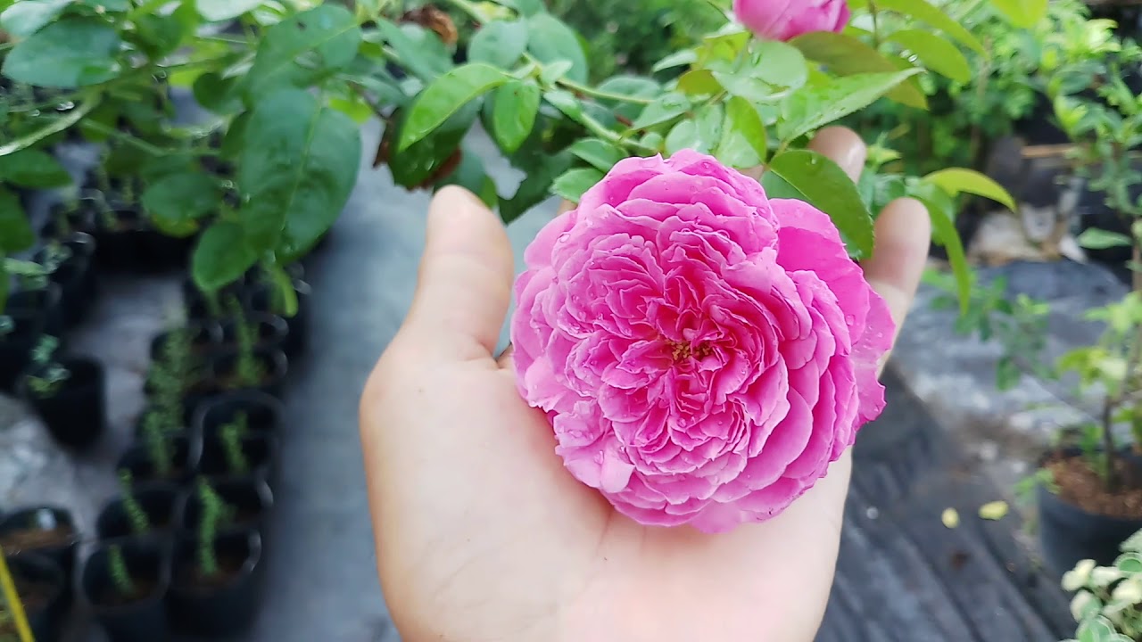 Đặc tính giống hồng ngoại For Your Home rose (hoa hồng Nhật Bản) - YouTube