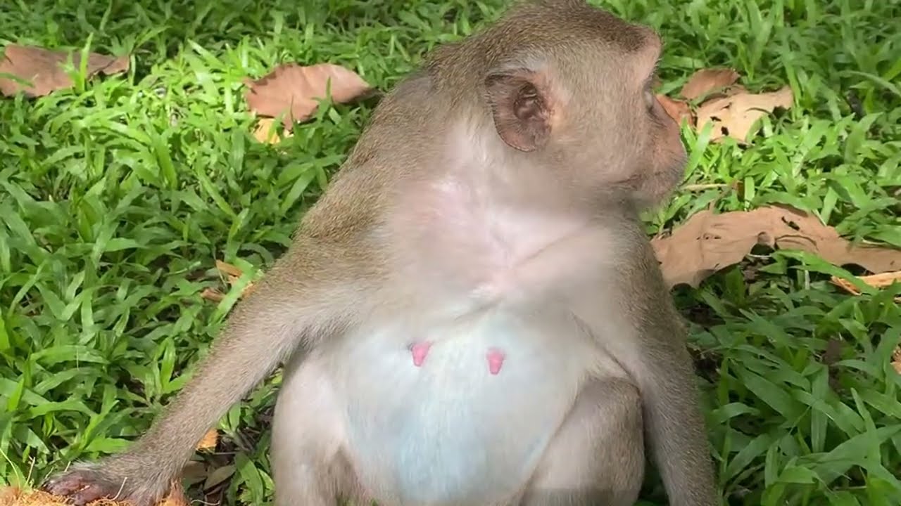 New baby monkeys today? Go searching if they had new..? - YouTube