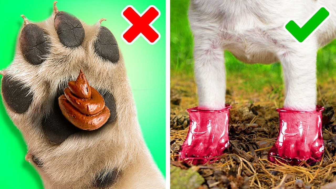 GENIUS PET GADGETS AND SMART HACKS FOR PET OWNERS - YouTube