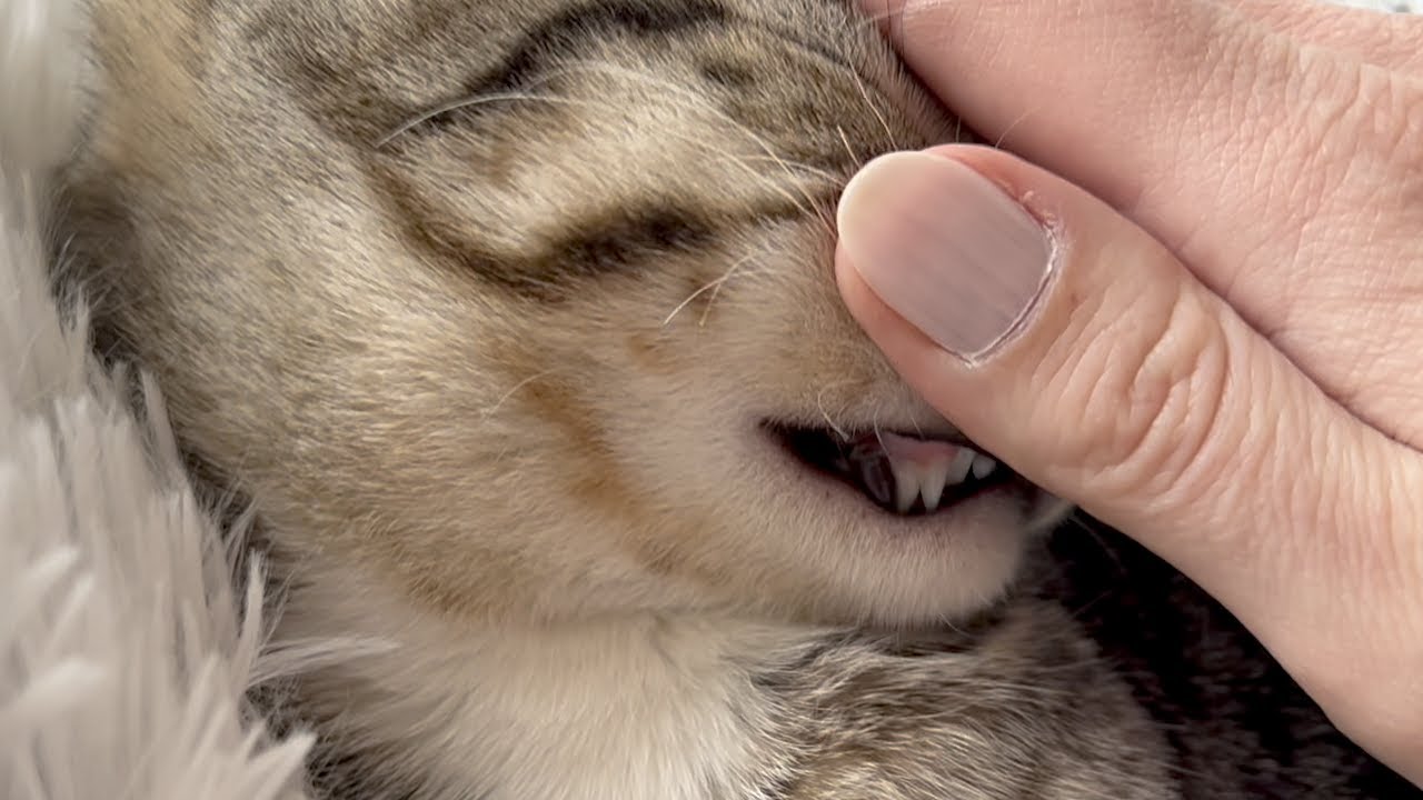 Help, what's going on with my fangs? - YouTube