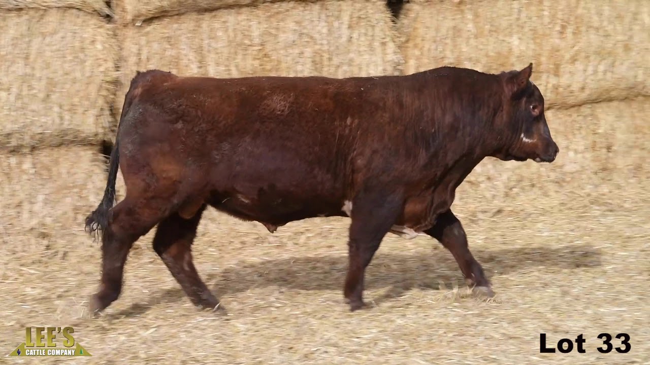 Lee Cattle Co 2020 Lot 33 - YouTube