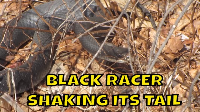 Black Racer Snake ~ Shaking its tail in the leaf litter - YouTube