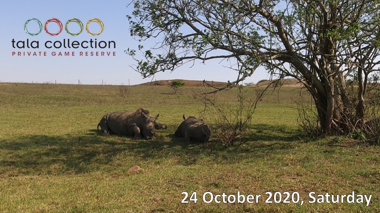 🦏 Tala Collection Private Game Reserve - 24 October 2020 - YouTube