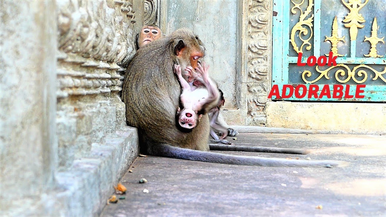 Look Cool To See Mother Sarah Beaten Tiniest Baby Monkey For Play And ...