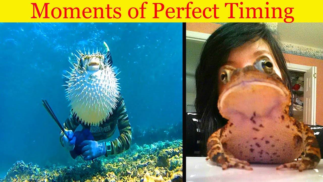 Moments Of Perfect Timing Caught On Camera #2|| Funny Video - YouTube