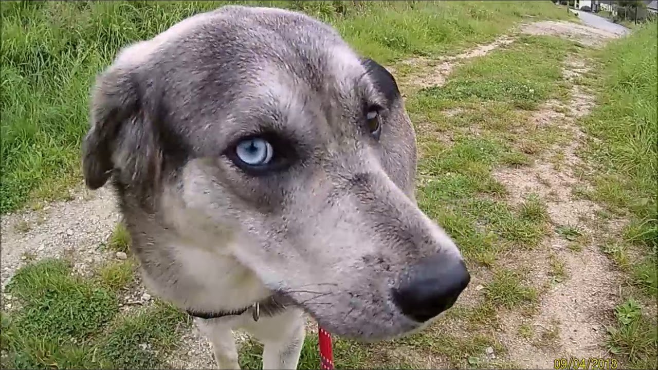 Prise en charge d'un chien craintif - YouTube