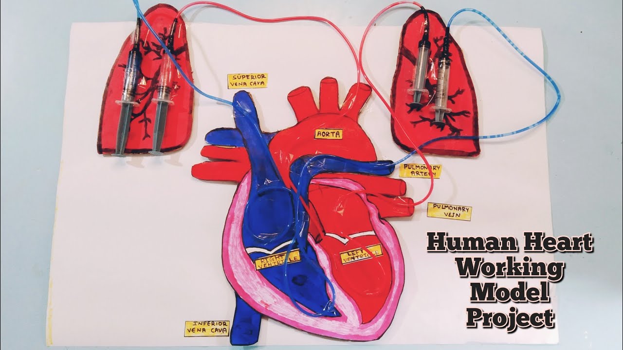 Human Heart working model || science project || 3d model of human Heart ...
