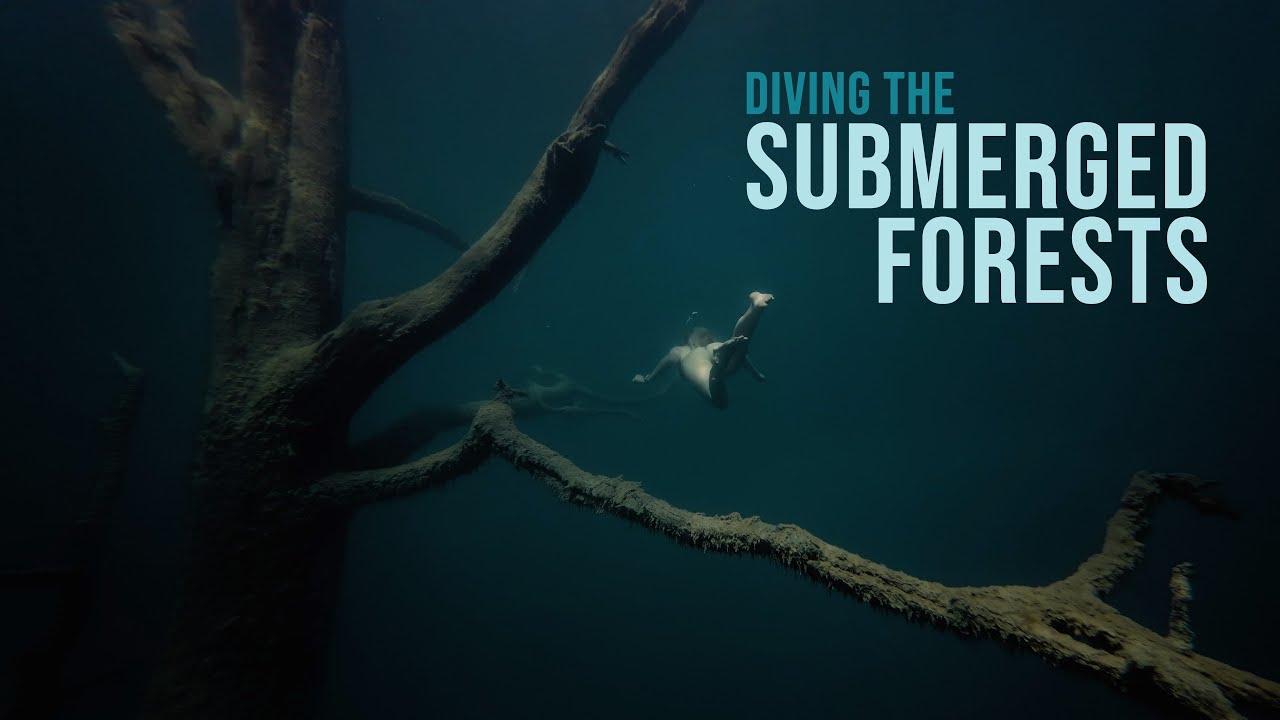 Diving the Submerged Forests of Lake Hāwea - New Zealand - YouTube