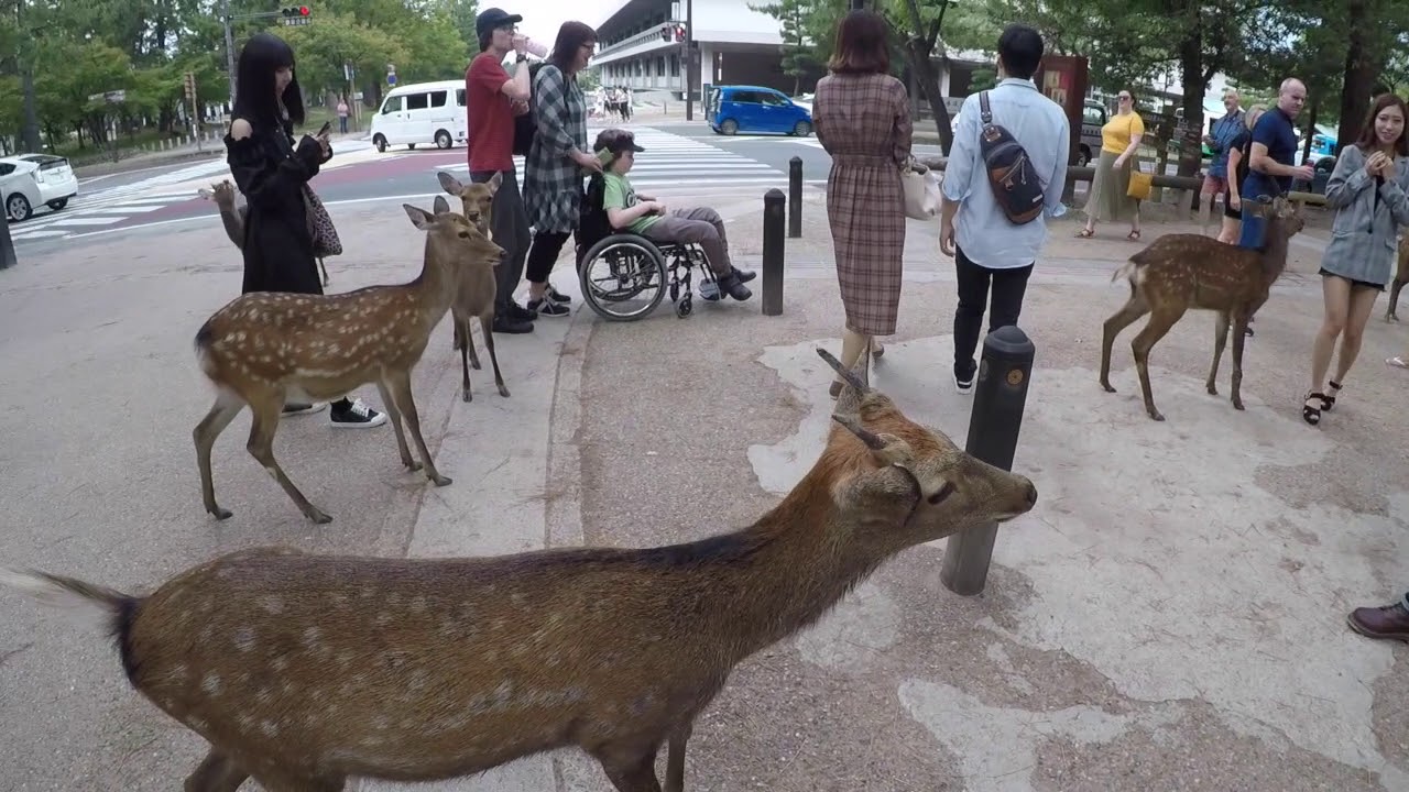 Nara, Japan || September 2019 - YouTube