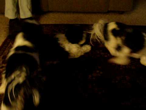Belair playing with her canine mom and sister