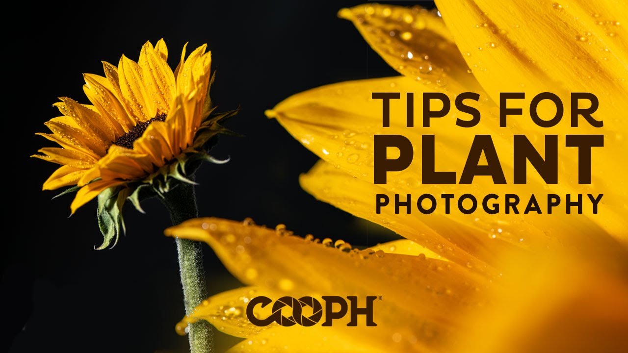 Stunning Plant & Flower Photography Tips - 2022 - YouTube
