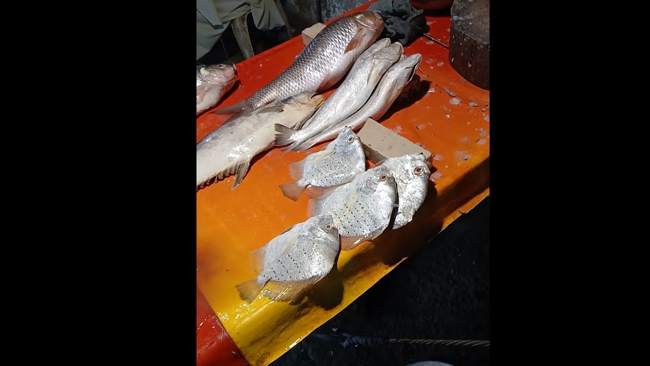 😱😱winter season fish | fresh fish - YouTube