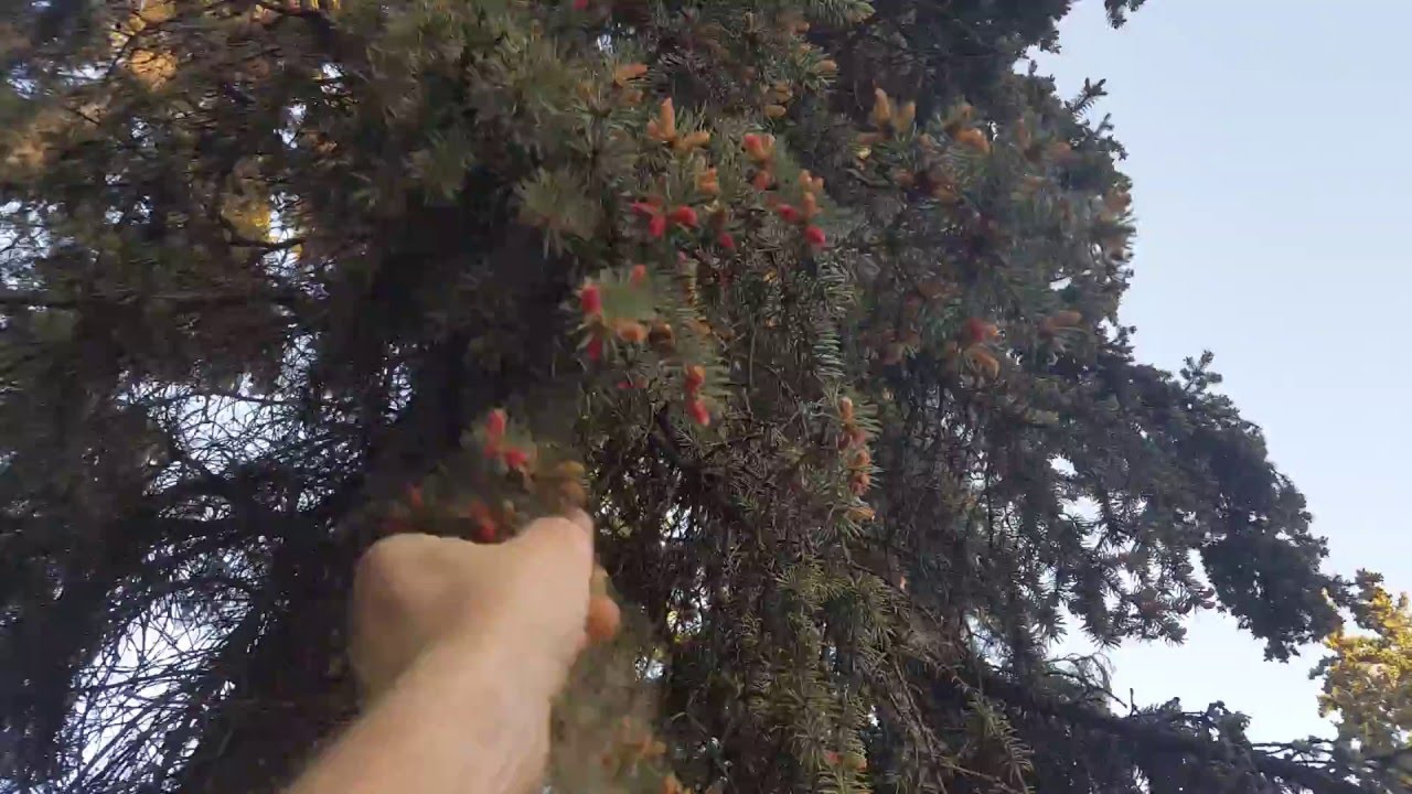 Spruce pollen - YouTube