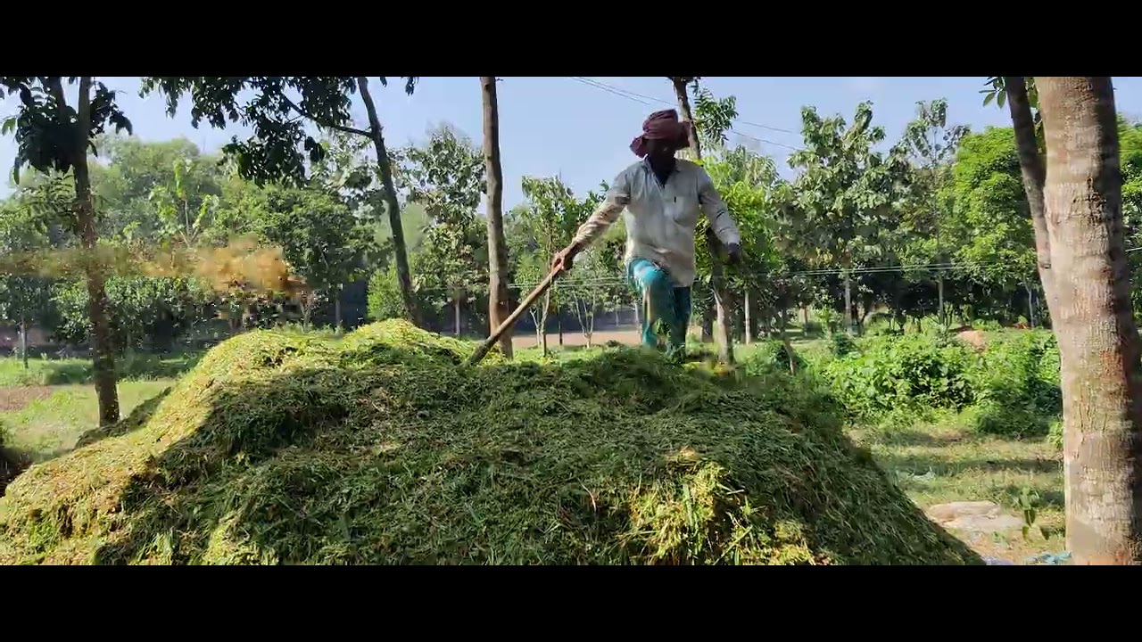 Rice 🌾 silage part 3 ধানের সাইলেজ তৈরি করার তৃতীয় পর্ব - YouTube