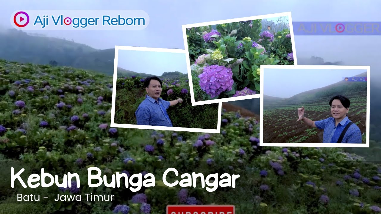 Trek Seru ke Surga Bunga Cangar! Explore Keindahan Wisata Viral Kota ...