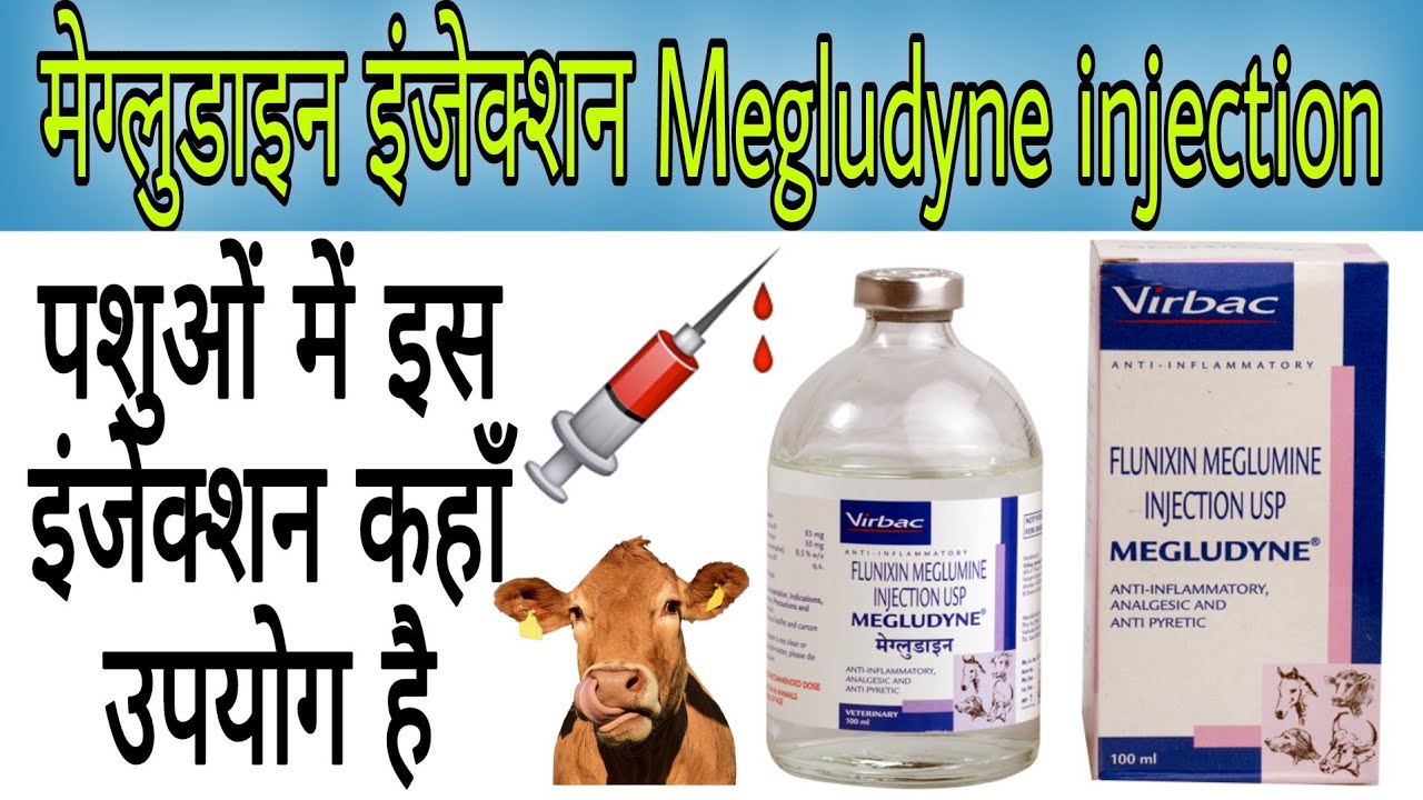 megludyne injection uses in hindi Veterinary पशुओं में इस इंजेक्शन का ...