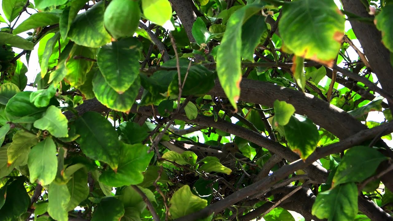 Bird nesting on my lemon tree - YouTube