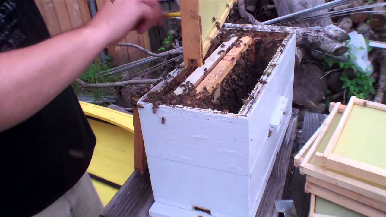Combining 2 queenless hives - YouTube