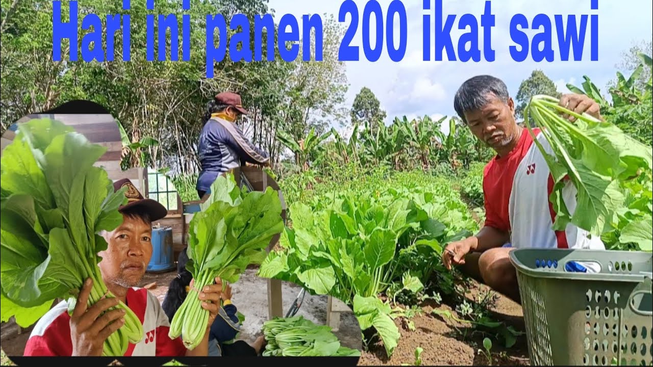 Hasil Kebun sayur Sulistiyo KuBar Official - YouTube