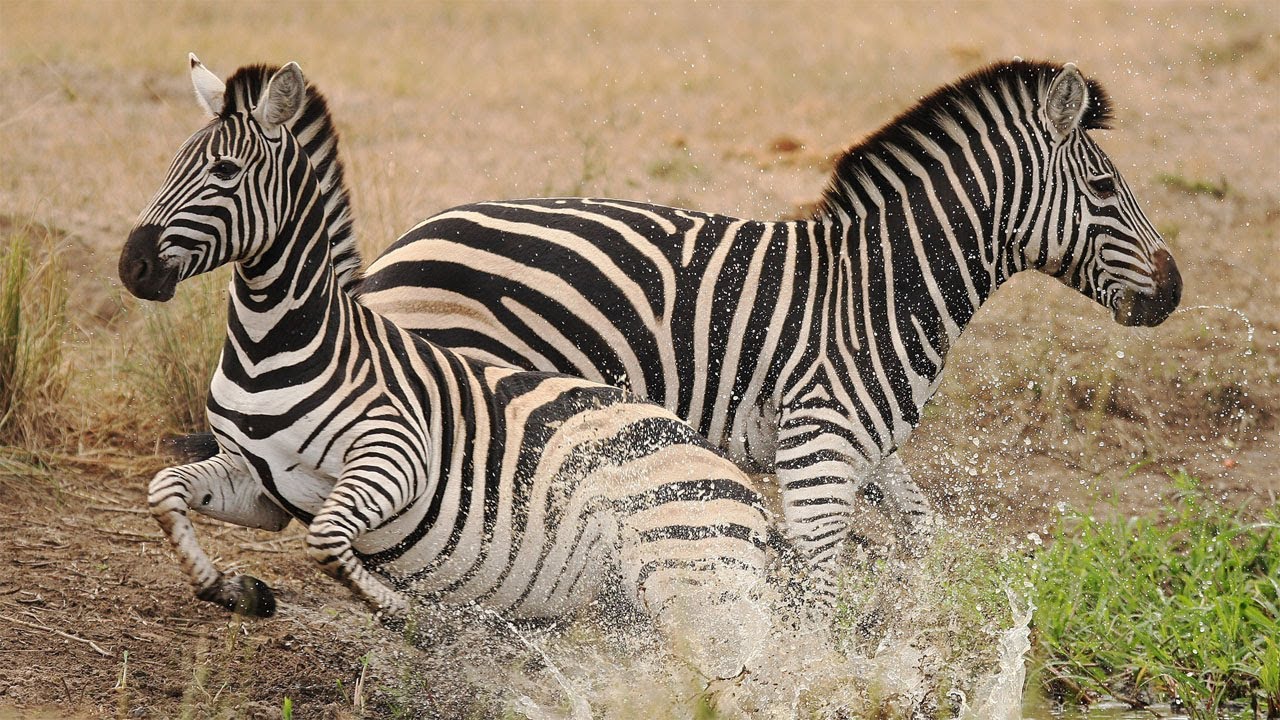 Watch Beautiful Zebra Friendship With Humans Animal Sphere - YouTube