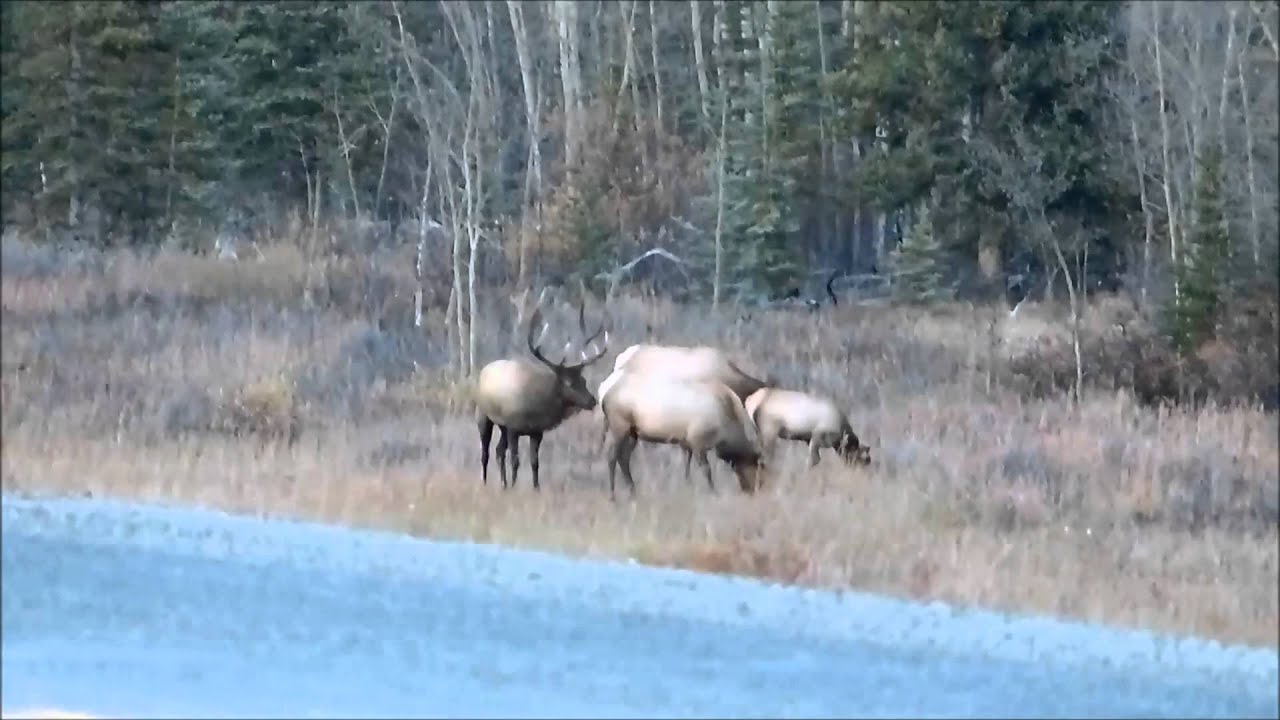 Elk Bugling in Yukon by Alaska Highway - YouTube