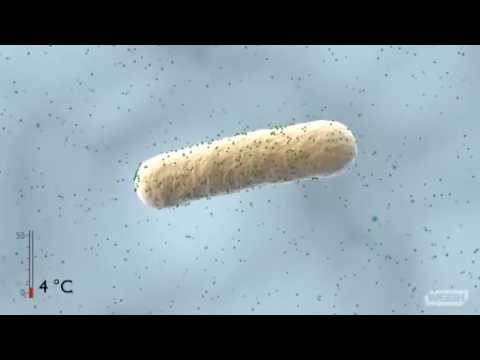 Bacterial Transformation Lab (Theory) - YouTube