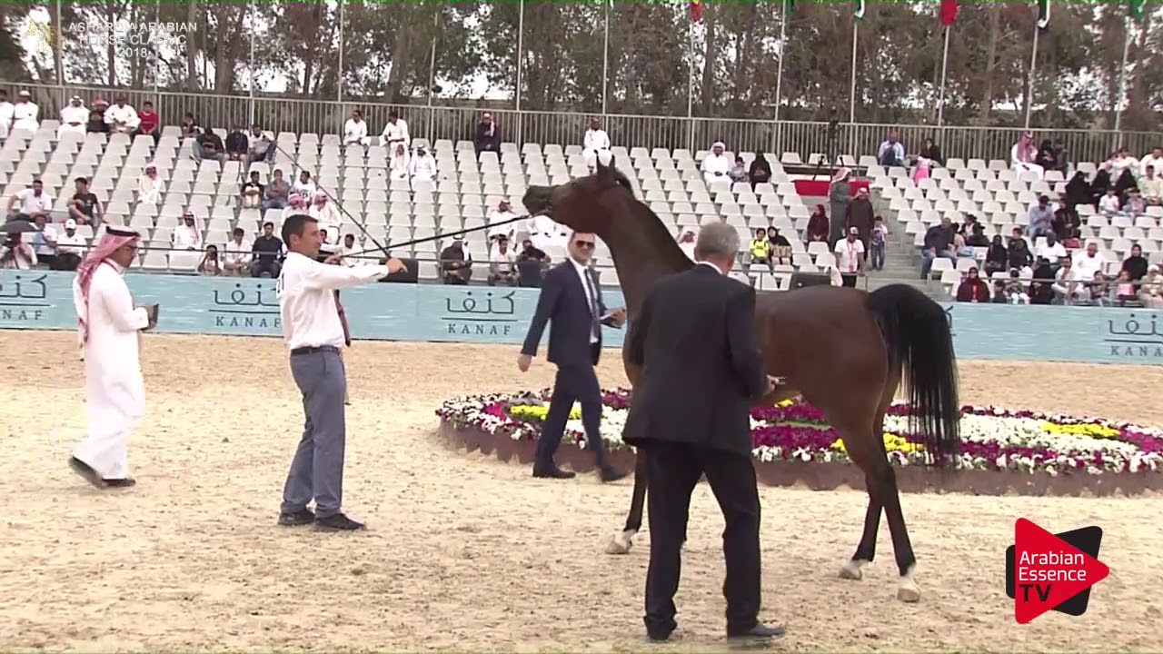 N.221 ALIHANDRA NUR - Asharqia Classic 2018 - YouTube