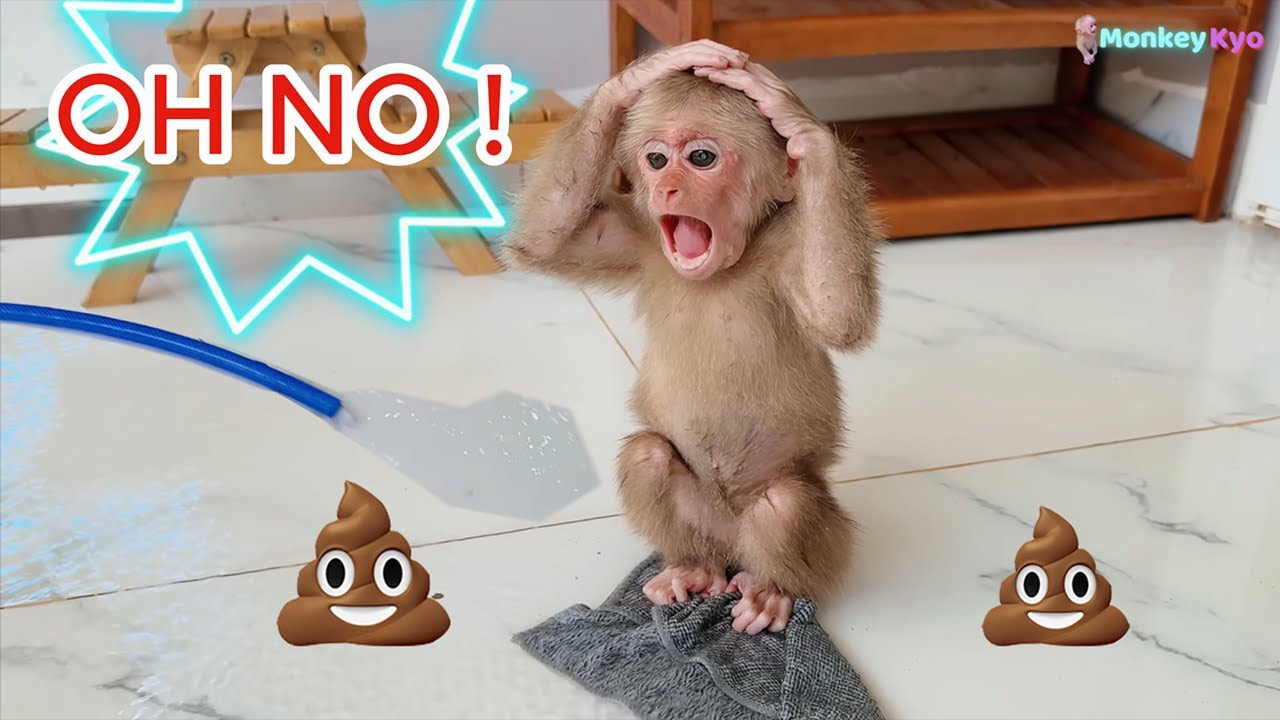 baby monkey Kyo : Oh No! gotta clean up the mess quickly ! - YouTube