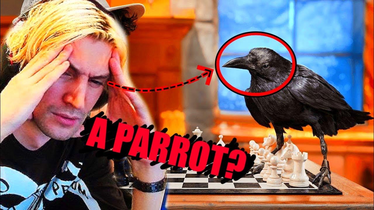 Can A Crow Solve 9 Impossible Puzzles? | xQc Abridged - YouTube