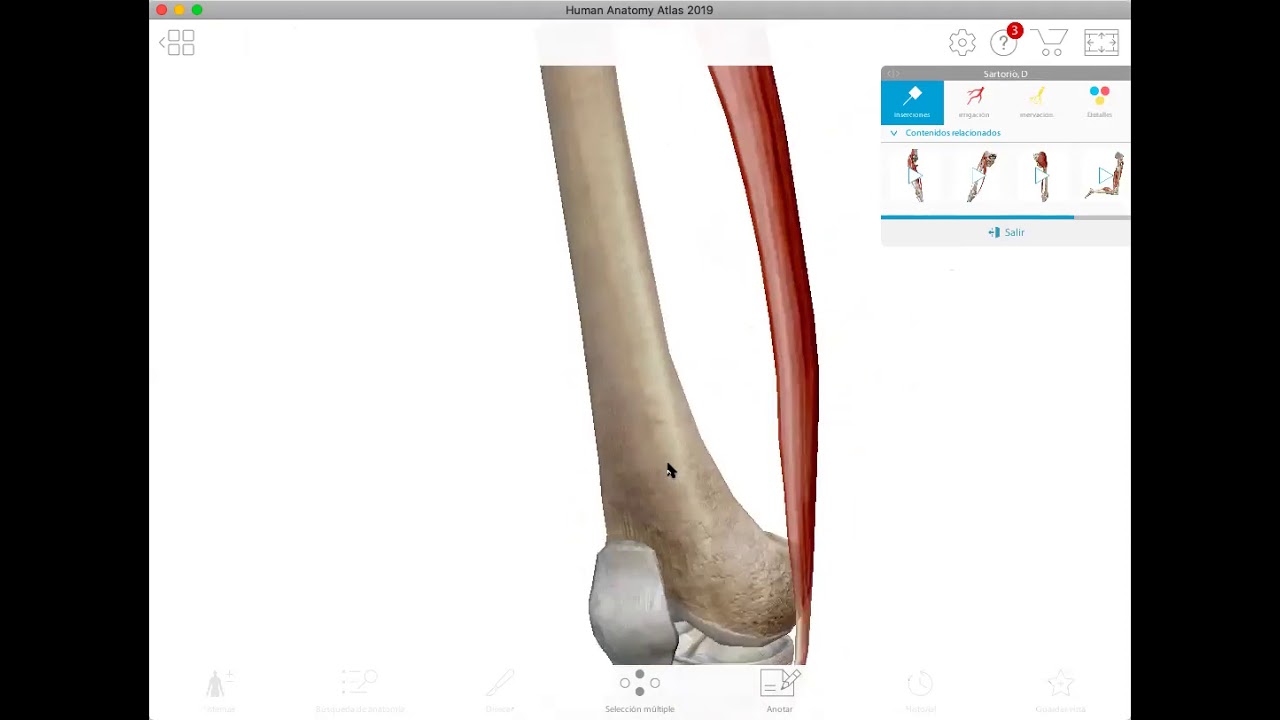 Músculos del Muslo- Origen, Inserción y función. - YouTube