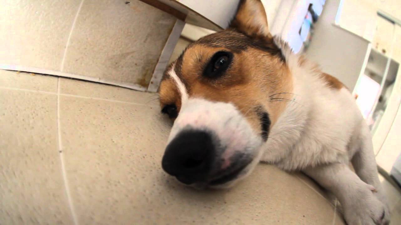 Corgi Annoyed and wants to sleep - YouTube