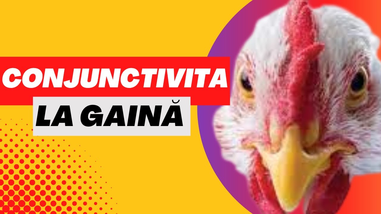 Conjunctivita la gainile de curte - YouTube
