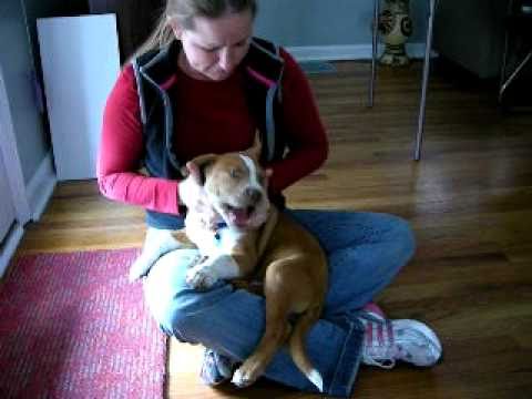 Rudi Dog as a puppy in his halloween Costume - YouTube