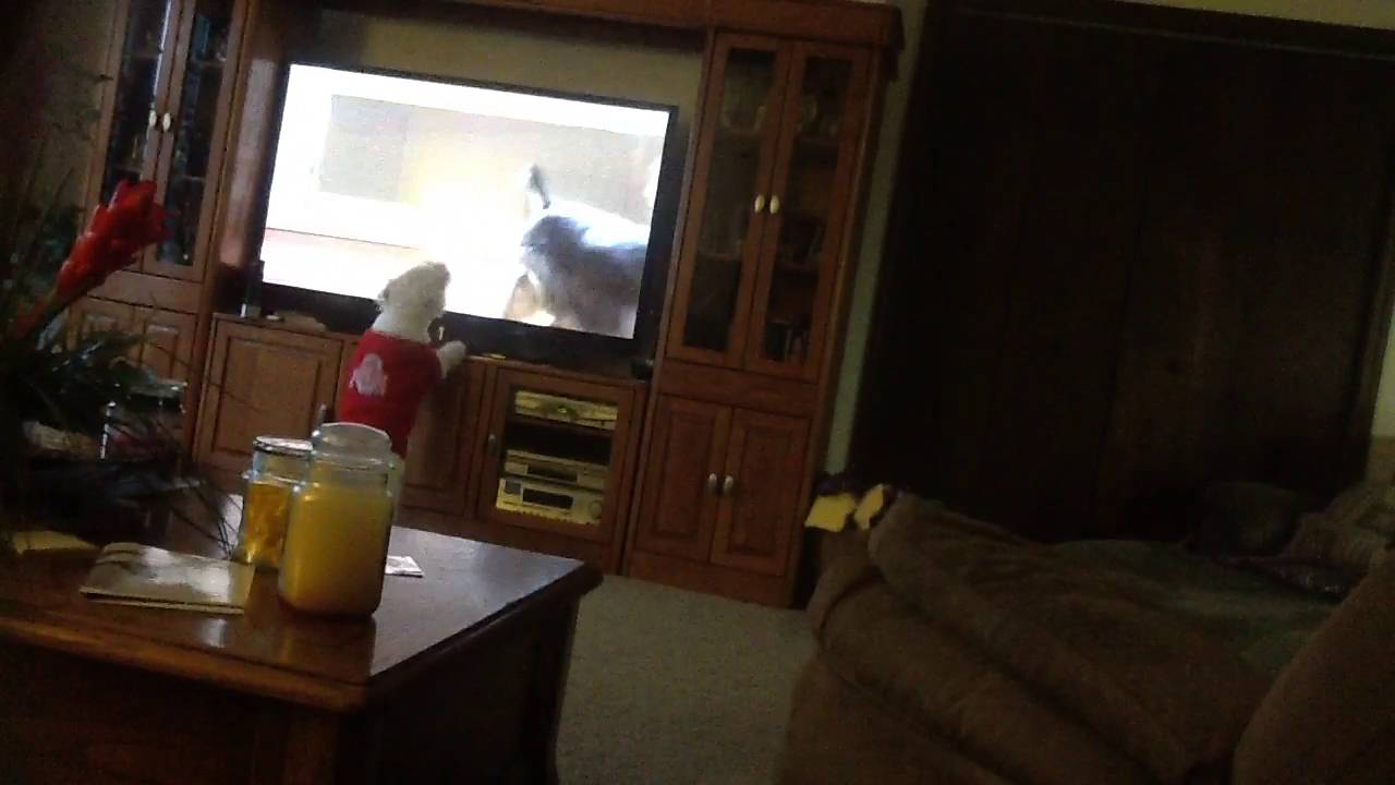 Addi Mae watching "Too Cute" - YouTube