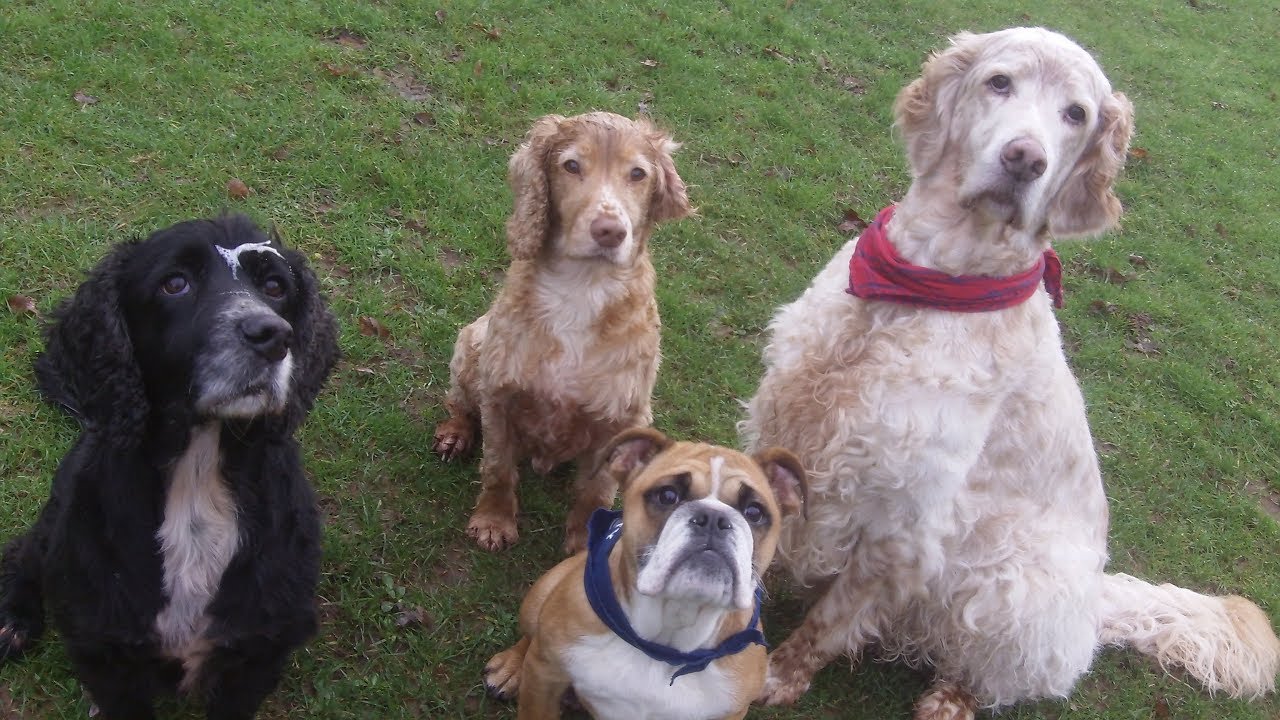 Cocker Spaniel brothers love Bichon Frise Peppa. - YouTube
