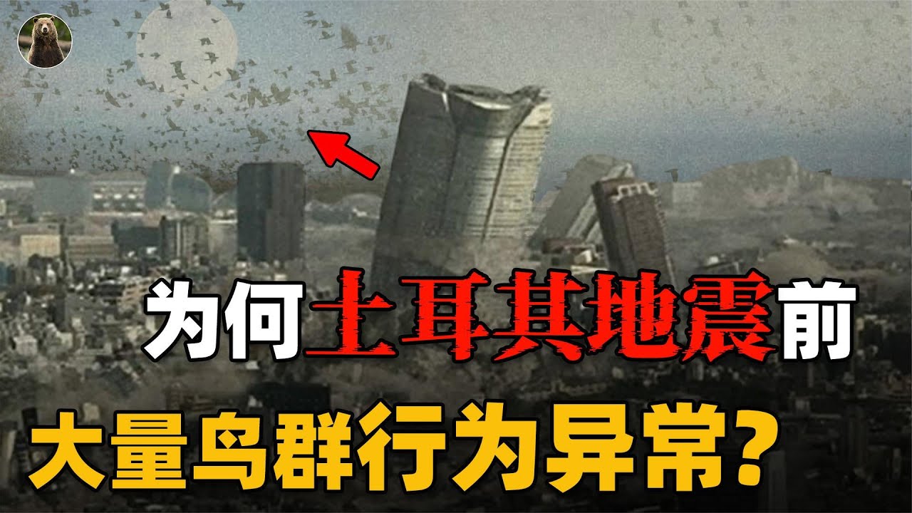 土耳其地震前,发生鸟类异常行为,是不是在预告地震即将发生? Youtube