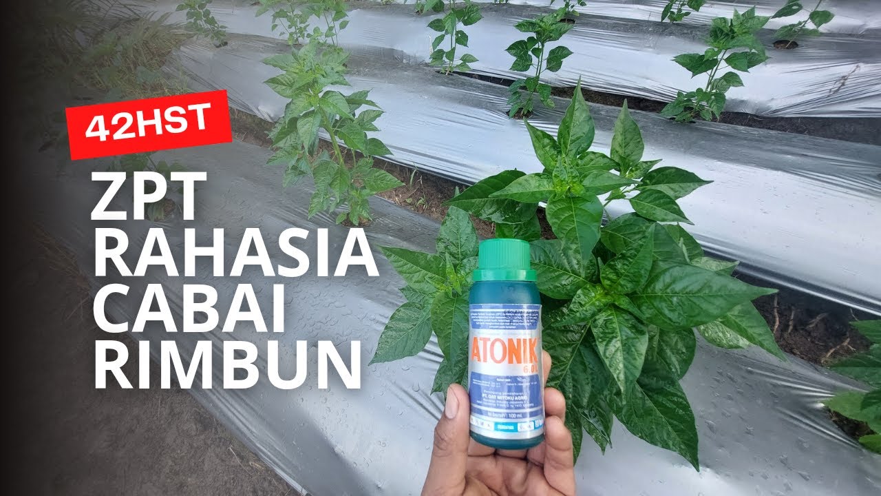 Manfaat ZPT Atonik untuk Tanaman Cabai. - YouTube