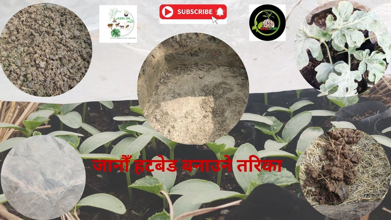 Preparation of Hotbed For Winter season Vagetable || जानौँ हटबेड बनाउने ...