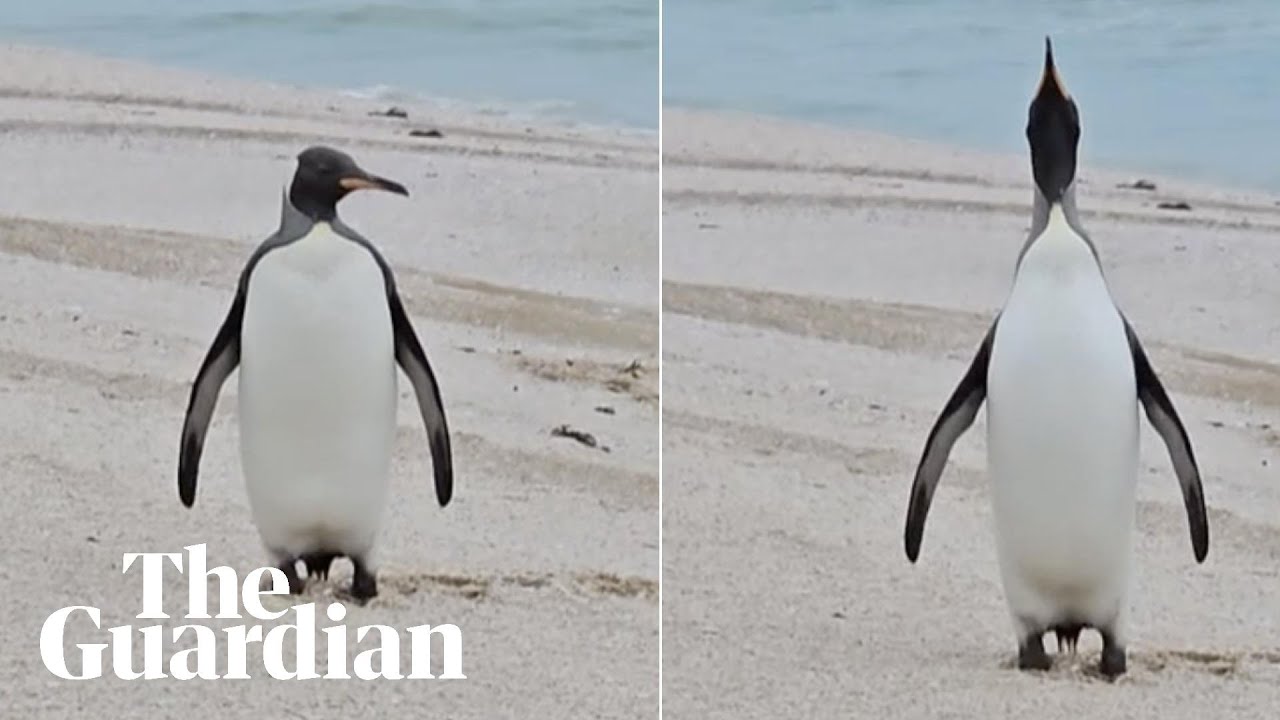 Lone king penguin discovered thousands of kilometres from Antarctica on ...