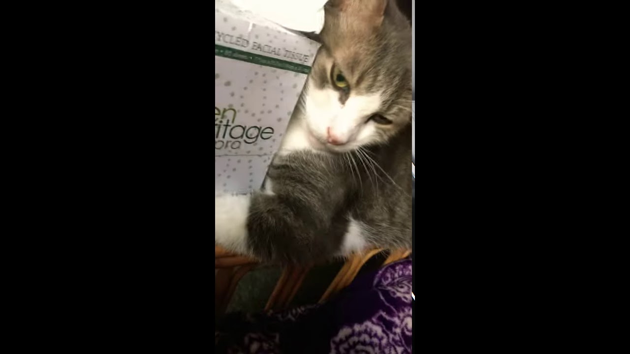 Cat selfishness 🐈 - YouTube