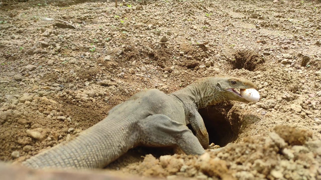 monitor lizards eats their own eggs - YouTube