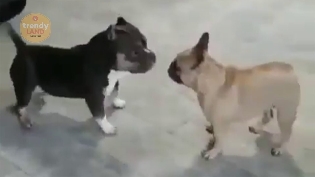 Fun Moments With These Animals | Animal Vibes | Trendyland - YouTube