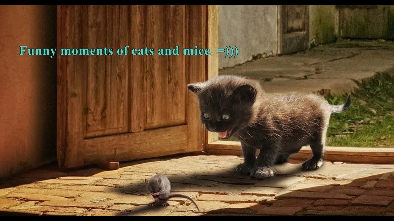 Cat Mouse Chase 🤣 Funniest Animals Try Not Laugh 😄 Tik Tok - YouTube