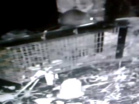 Copy of how to catch a scouse rat 4 - YouTube